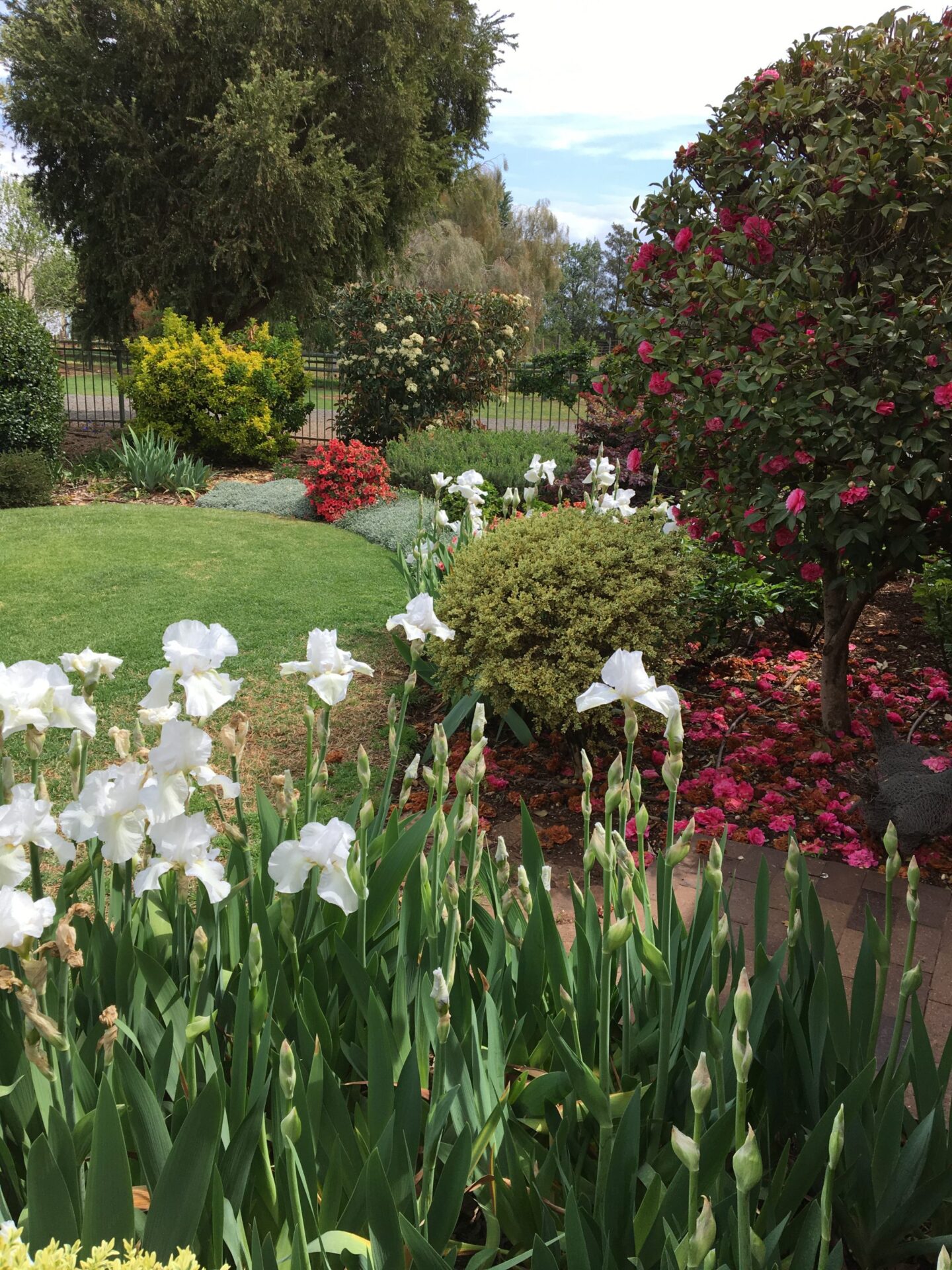 Open Gardens - Griffith Spring Fest
