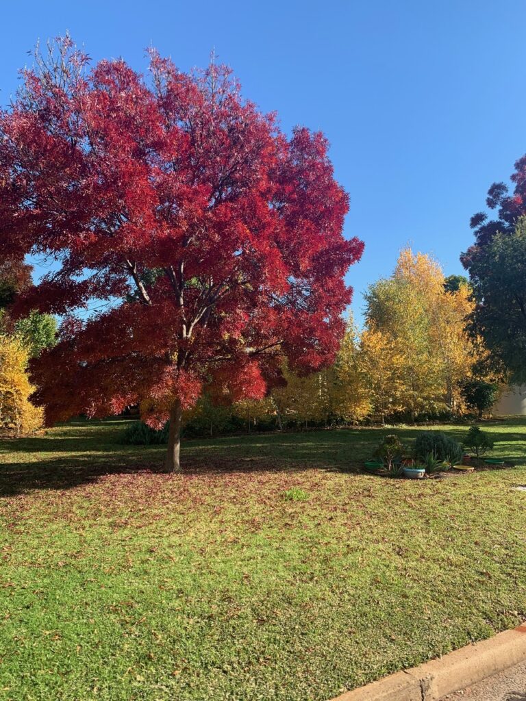 Open Gardens - Griffith Spring Fest
