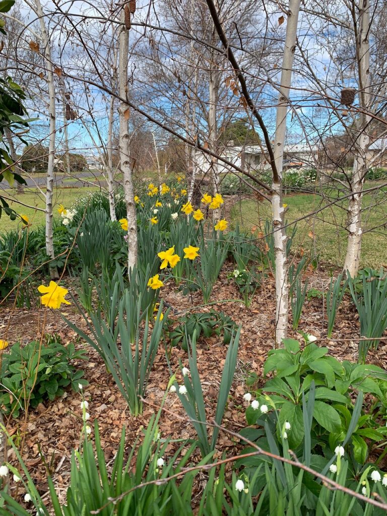 Open Gardens - Griffith Spring Fest
