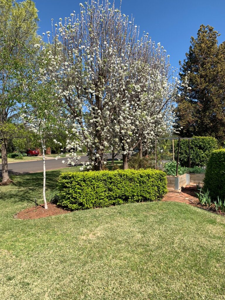 Open Gardens - Griffith Spring Fest
