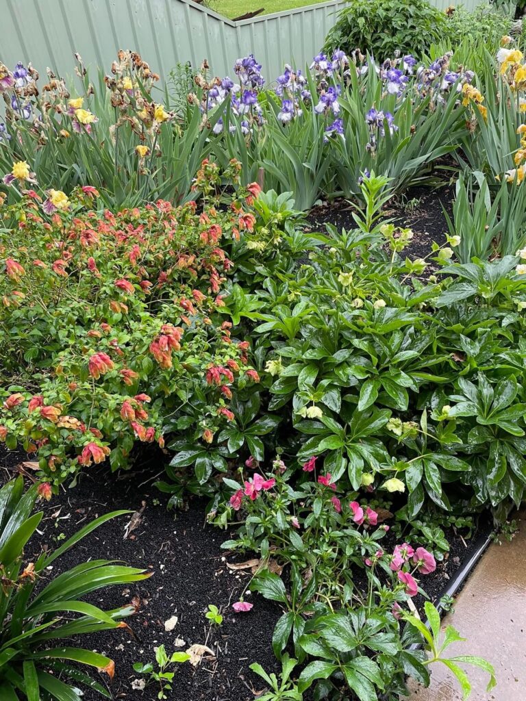 Open Gardens - Griffith Spring Fest