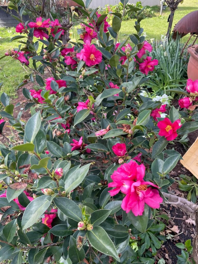 Open Gardens - Griffith Spring Fest